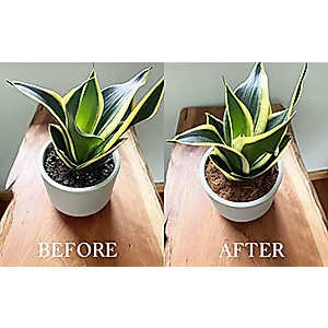 Urban Thumb & Co Ultra Fine Garden Plant Mulch - Top Cover for Indoor / Outdoor Potted House Plants - Compact Size, Potting Mix for Urban Plant Lovers- 3.25 Quarts