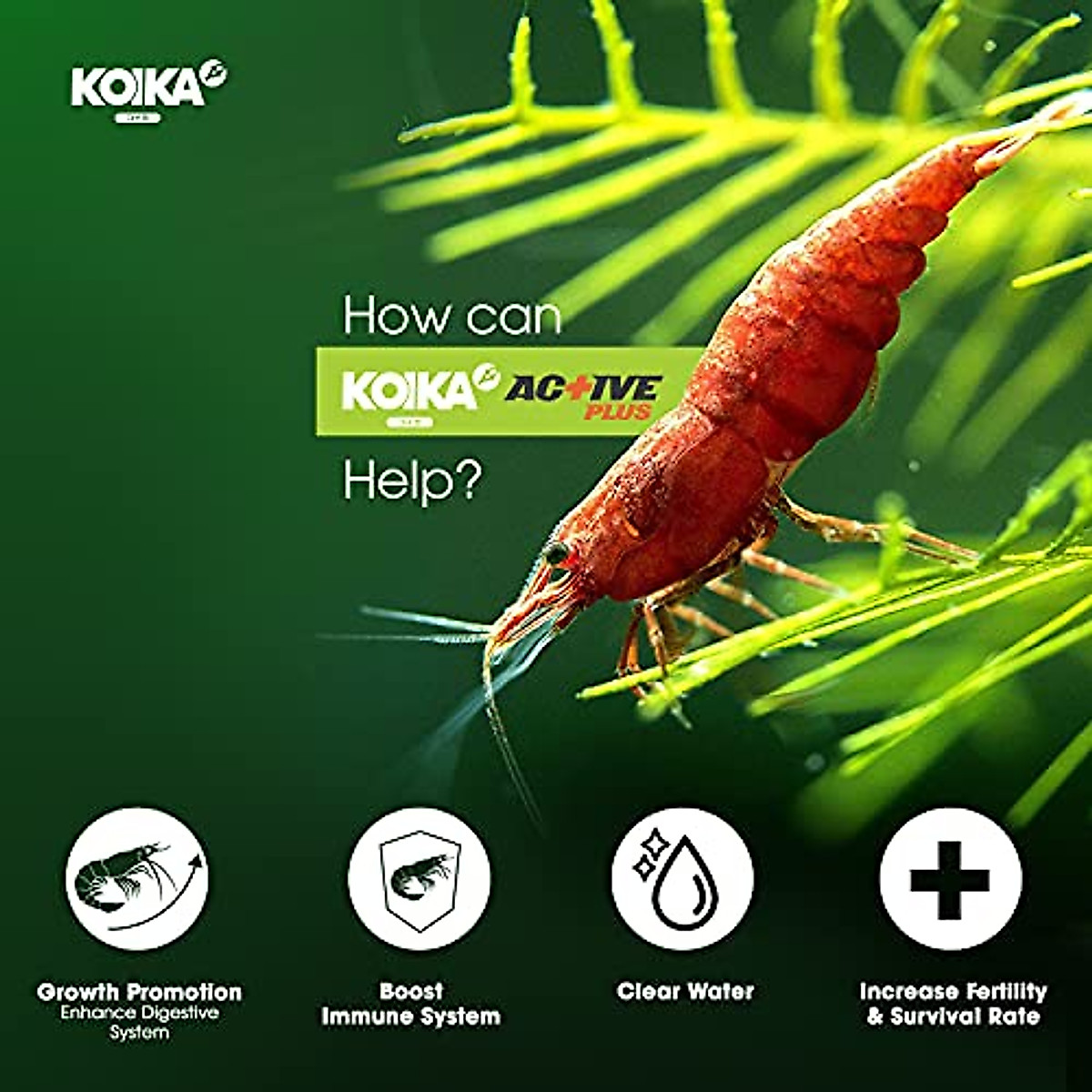 V-Active Plus Specialized Probiotics for Ornamental Shrimp by KOIKA | Environmental Improvement & Boost Immune System, Increase Fertility for Ornamental Shrimp(V-Active Plus, 3.55 fl oz/ 105ml)