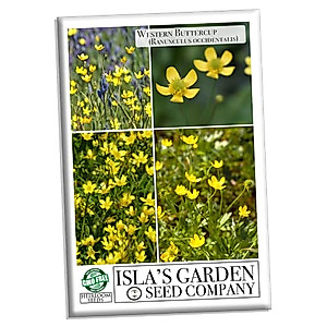 Western Buttercup Long Blooming Field Flower Seeds, 1000+ Seeds Per Packet, (Isla's Garden Seeds), Non GMO & Heirloom, Scientific Name: Ranunculus occidentalis, Great Home Garden Gift