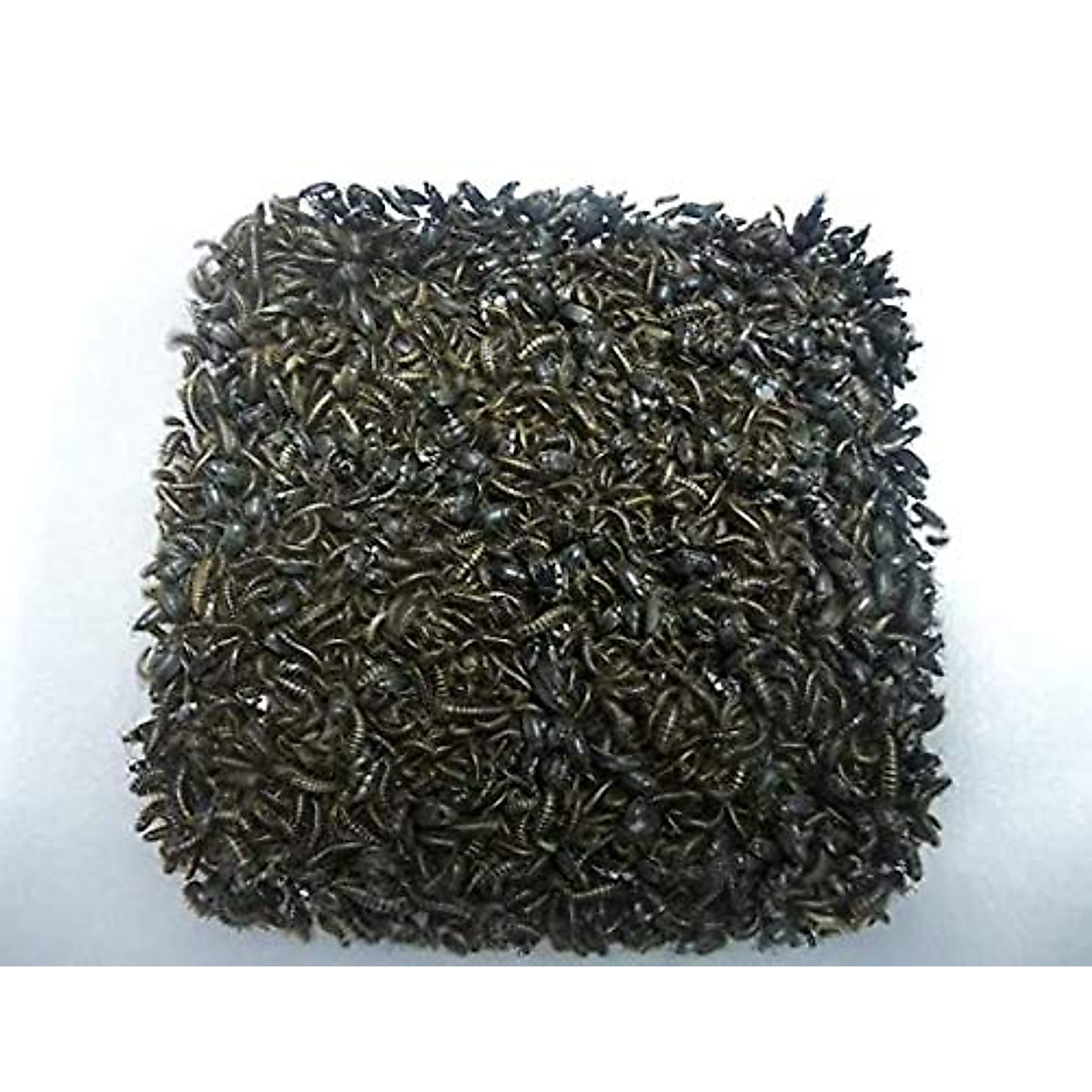 Walks Again Taxidermy Dermestid Beetles (2500+)