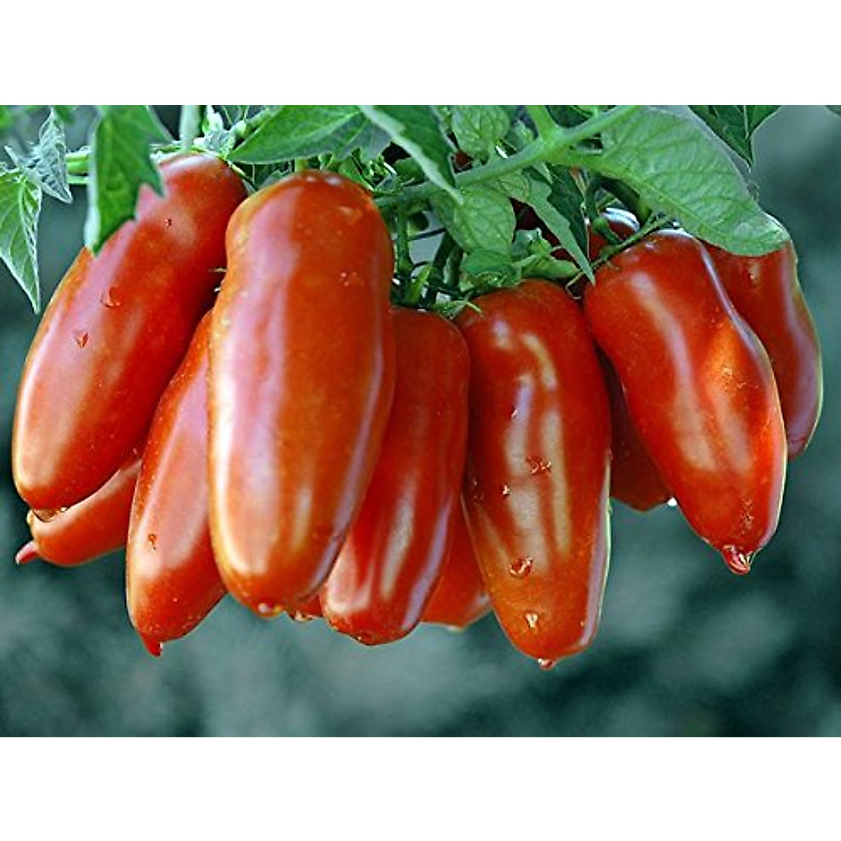 30+ Italian San Marzano Paste Tomato Seeds, Heirloom Non-GMO, Indeterminate, Open-Pollinated, Productive, Delicious, from USA