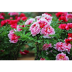 20+ Mixed Peony Flower Seeds Double Beautiful Perennial Bonsai Plant Garden