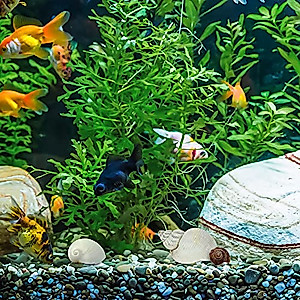 WEOXPR 15 Pieces Hermit Crab Shells - 15 Kind Large Growth Turbo Seashells, Opening 0.8" - 1.5" Natural Sea Shells for Hermit Crab Supplies, Aquarium Decoration