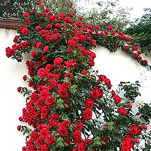 zcbang 100Pcs Mix Climbing Rose Rosa Bush Vine Climber Fragrant Butterfly Flower Seeds