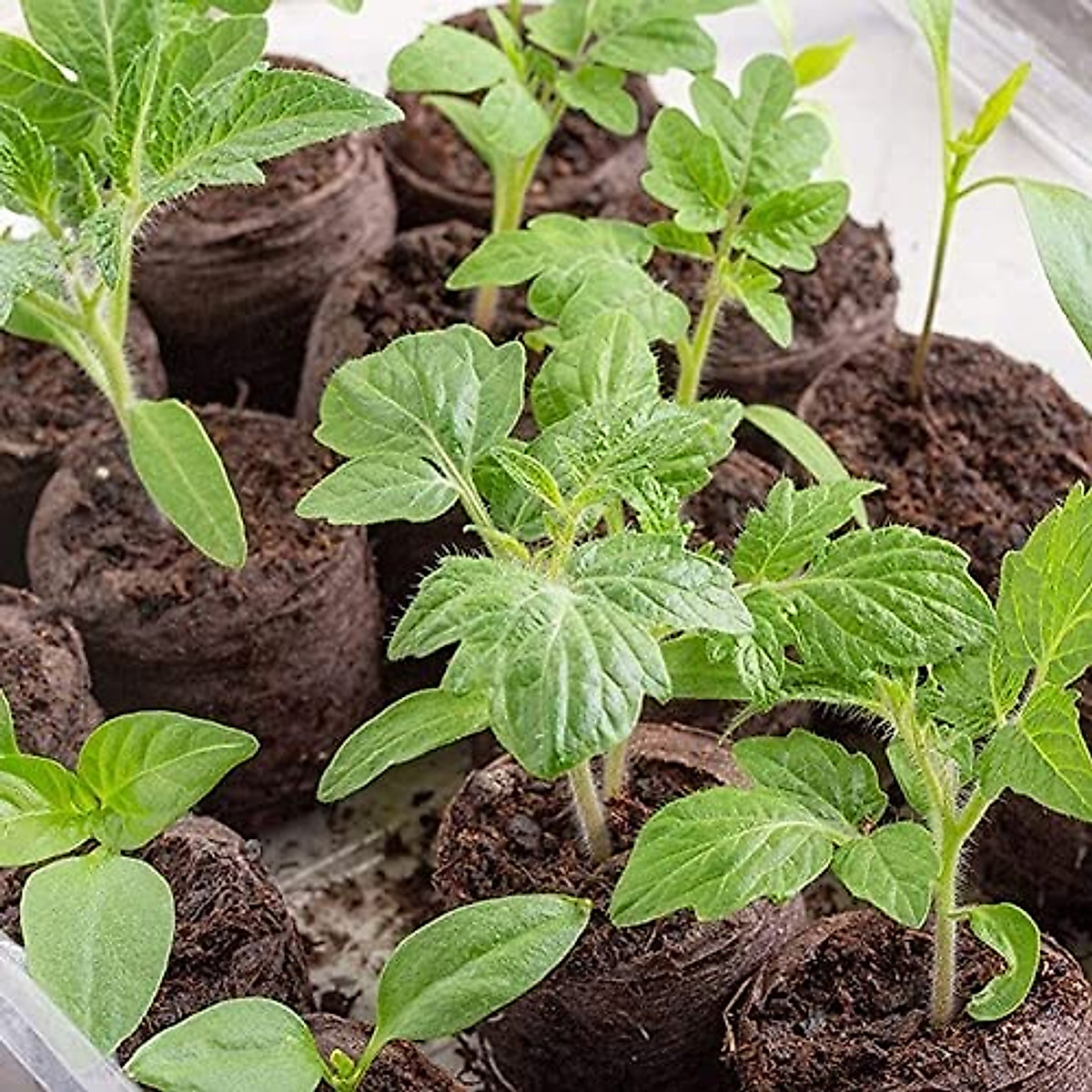 35mm Peat Pellets Seed Starting Plugs Seeds Starter Pallet 100 Pack Seedling Soil Block for Garden Seedling Planting