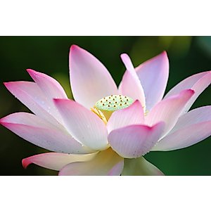 30 Lotus Seeds for Planting - Great Bonsai or Water Feature Plant