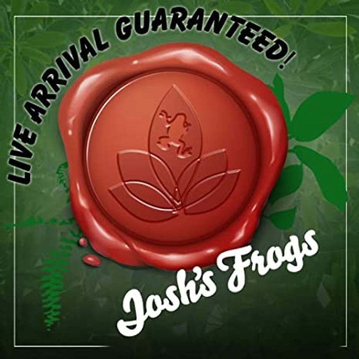 Josh's Frogs 1/2" - 3/4" Medium Orange Head Roaches (100 Count)