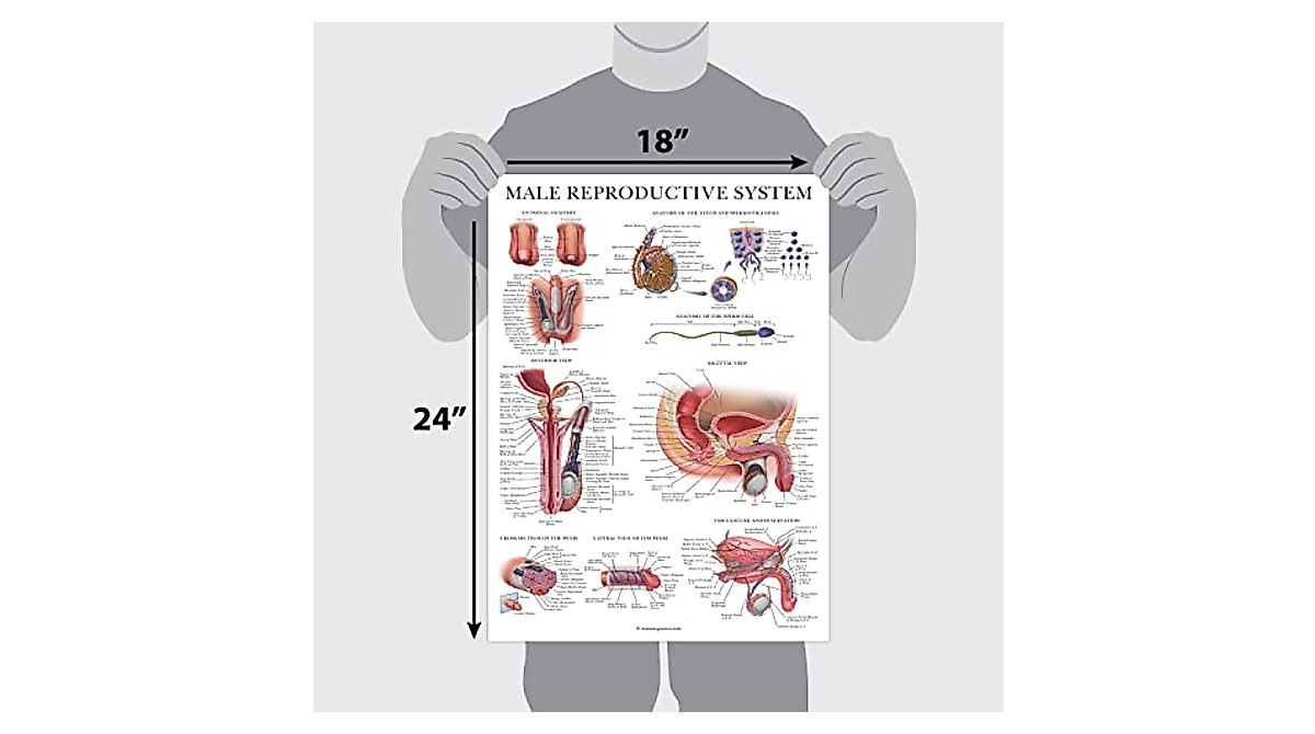 Laminated Male Reproductive System Anatomical Chart