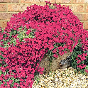 Creeping Thyme Seeds for Planting - 20000+ Magic Creeping Thyme Seeds Ground Cover Plants Heirloom Flowers Non-GMO Perennial Thymus Serpyllum Seeds
