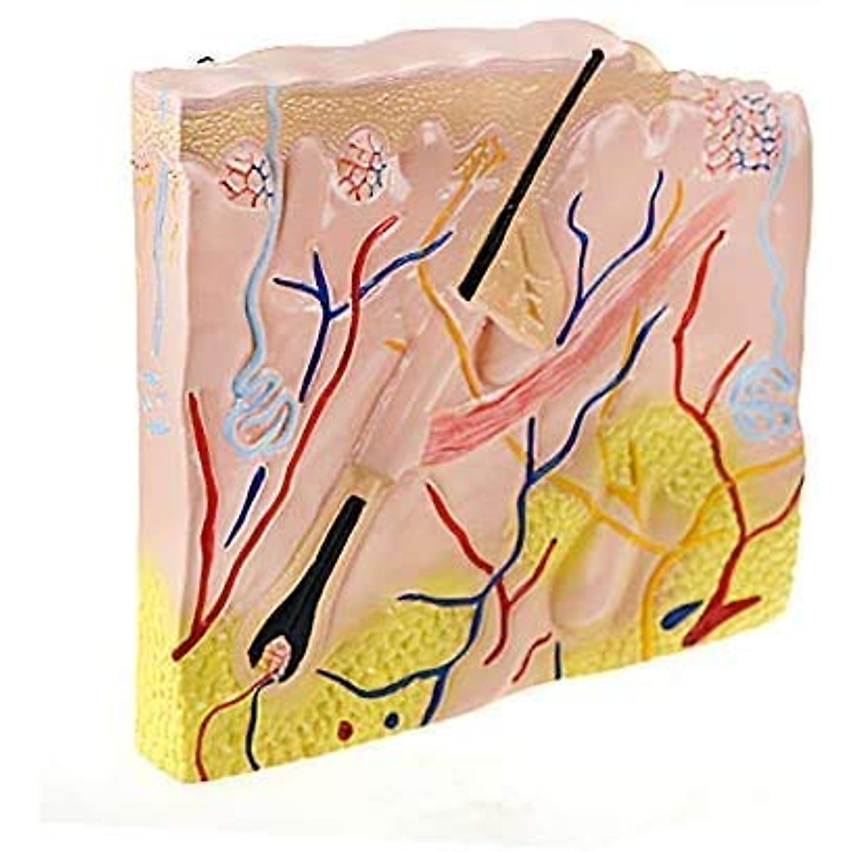 The Skin Structure Model - Planar Structure of Human Anatomical Medical Model Skin Leather Model - Model for The Visual Study,Lab Supplies