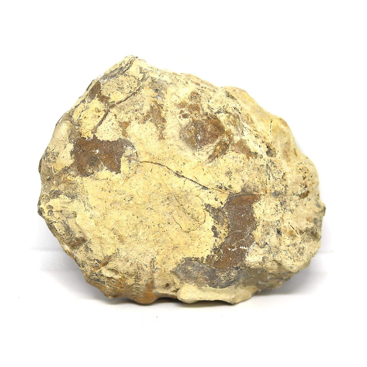 Ammonite Acanthoceras Split Polished Fossil Texas 96 MYO w/Label #16254 29o