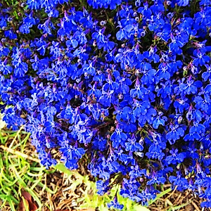 20000+ Magic Blue Creeping Thyme Seeds for Planting Ground Cover Plants Heirloom Flowers Perennial Thyme Non-GMO Thymus Serpyllum Seed