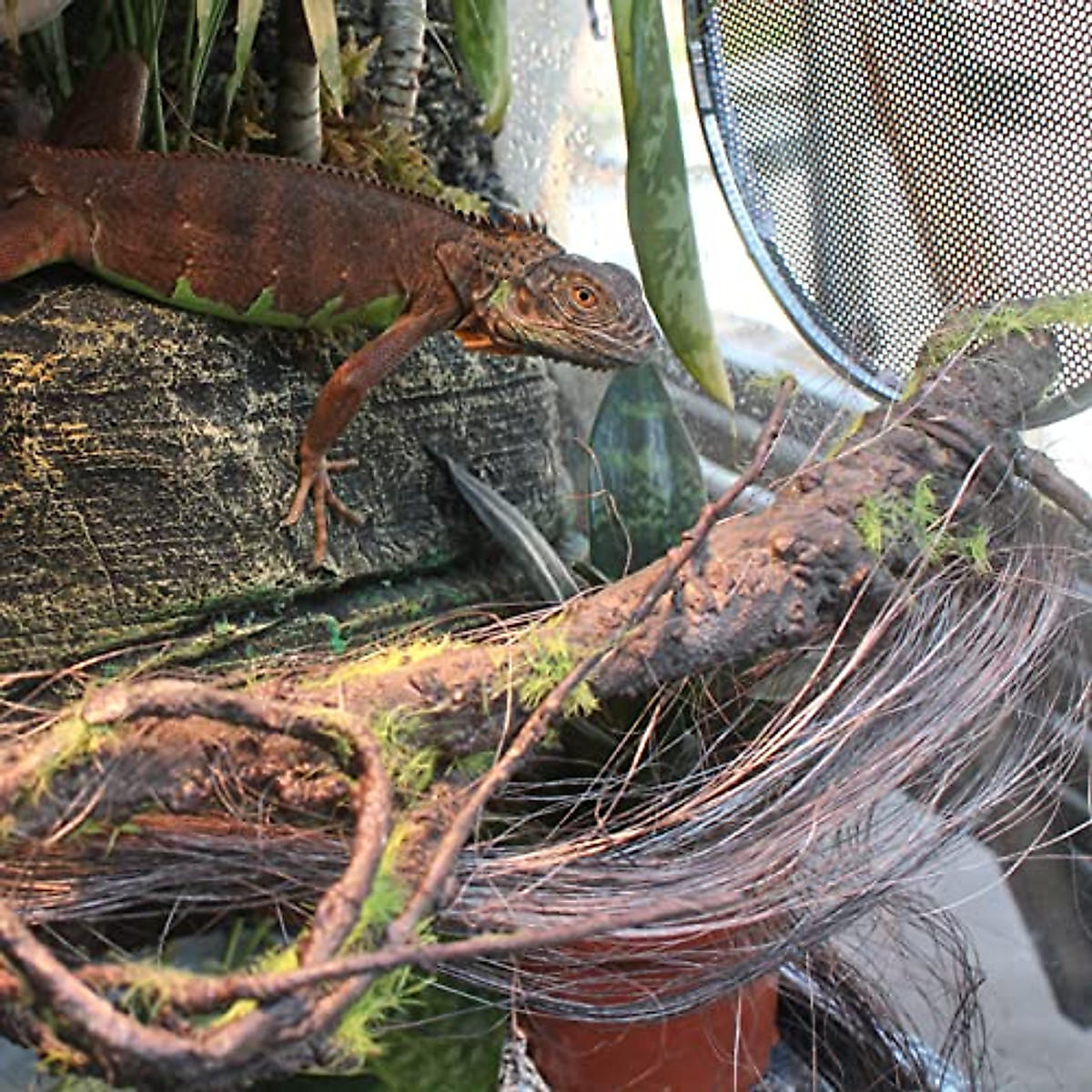 BNOSDM Reptile Bend-A-Branch Vines with Moss Bendable Jungle Climbing Vine Pet Habitat Decor for Bearded Dragons Chameleon Geckos Snakes Lizards Frogs