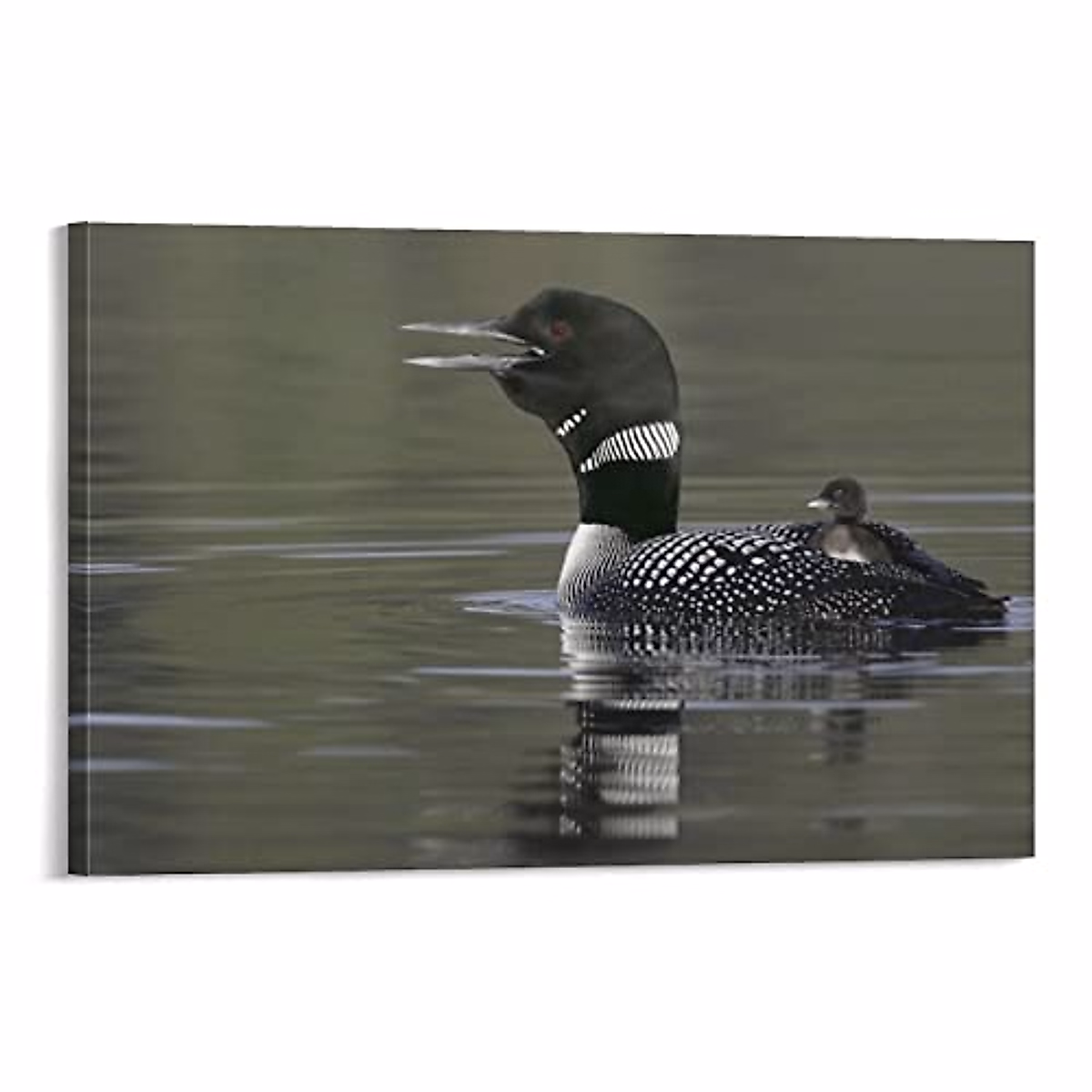 Common Loon with Chick on Water Back Call Picture Poster Wall Decoration Poster in Kamloops, British Canvas Painting Wall Art Poster for Bedroom Living Room Decor 08x12inch(20x30cm) Frame-style
