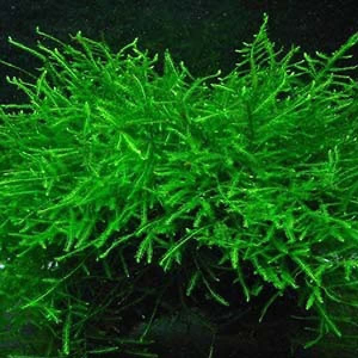 Java Moss Portion in 4 Oz Cup - Easy Live Fresh Water Aquarium Plants