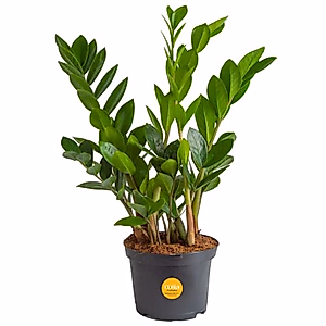Costa Farms ZZ Plant, Live Indoor Houseplant Potted in Nursery Pot, Easy Care Air Purifier in Potting Soil Mix, Housewarming, Birthday, Tabletop, Room, Office Decor, 12-Inches Tall