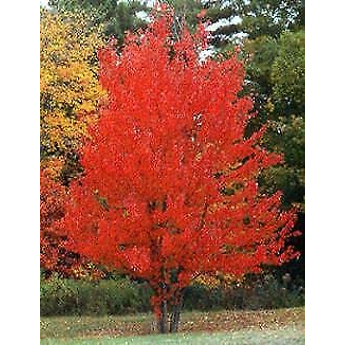 Buy Brandywine Maple Shade Tree - Stunning Red to Purple Color