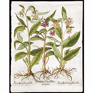 [Comfrey] Symphiitum maius flore purpureo; [Nauve-flowered comfrey] Symphiitum maius flore rubro; [White-flowered comfrey] Symphytum flore pallido