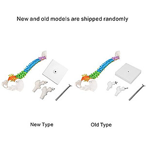 Human Spine Model Colored Flexible Scientific Anatomical Human Skeleton Spine Model Anatomy Model Including Spine Nerve Roots Vertebral Artery Transverse Spine Femur 45cm/17.7in
