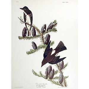 Olive sided Flycatcher. From"The Birds of America" (Amsterdam Edition)