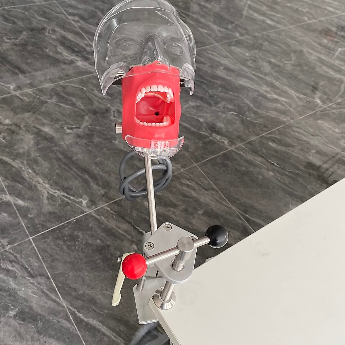 DenFactory Simple Head Model Dental Simulator Phantom Manikin with Teeth for Teaching Practice Study Training Fixed on Desk