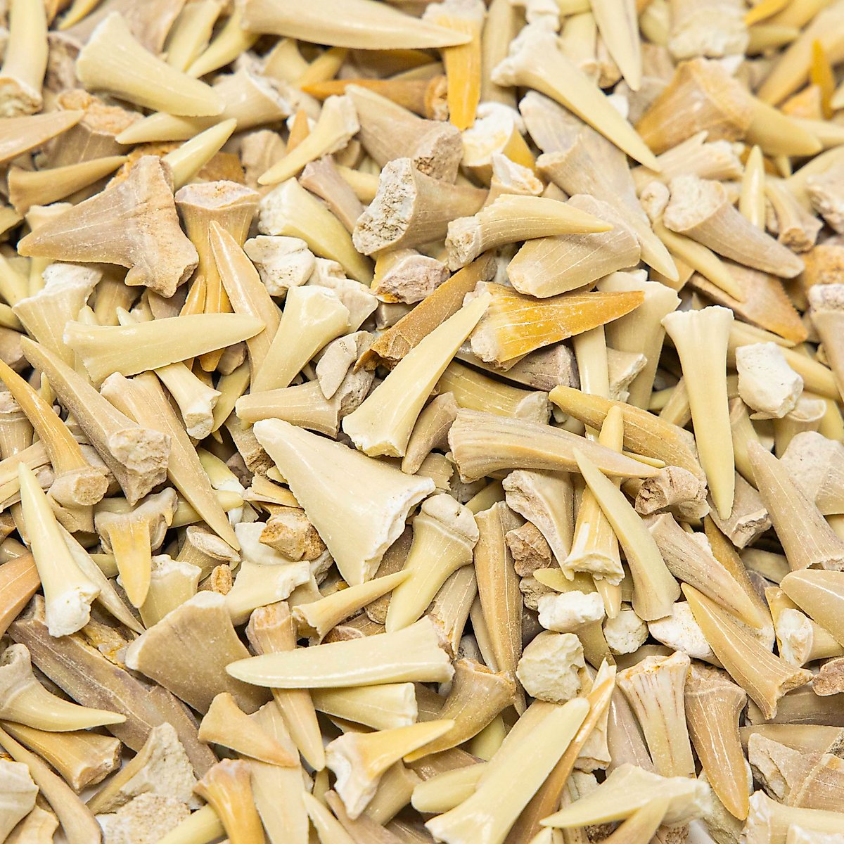 1/2 LB Shark Teeth Bulk Fossils Wholesale - Real Authentic Shark Tooth - High Grade Fossils