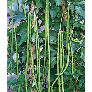 Burpee Yardlong Asparagus Pole Bean Seeds 1 ounces of seed