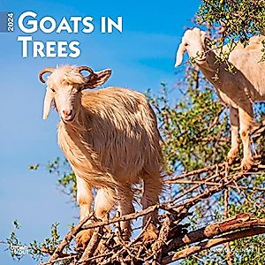 Goats in Trees | 2024 12 x 24 Inch Monthly Square Wall Calendar | BrownTrout | Domestic Funny Farm Animals