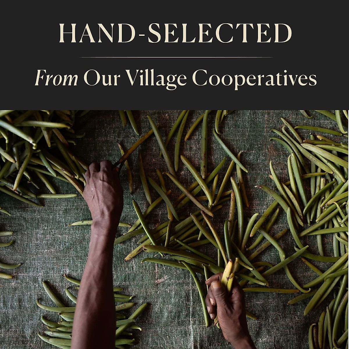 10 Organic Madagascar Whole Vanilla Beans, Grade A Vanilla Pods, Premium Vanilla Beans for Making Extract & Baking - Cook’s