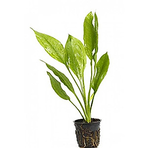Potted Amazon Sword Plant - Beginner Tropical Live Aquarium Freshwater Plant