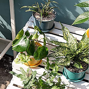 Extra Large Saucer Plastic Plant Pots, Indoor Planter Pots, Durable Thickened Flower Pot with Drainage Hole with Herb Tray Cactus Flowers Bonsai Birthday Wedding Gift,Green,Extra Large