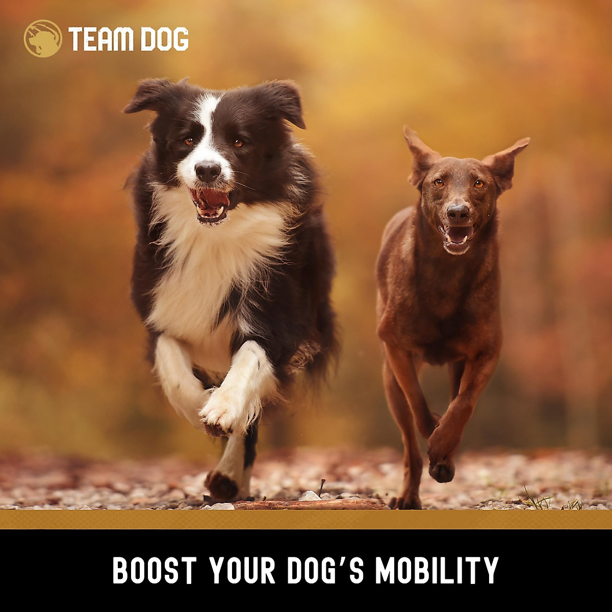 TEAM DOG Hip and Joint Chews for Dogs | Arthritis & Joint Support Supplements for Dogs | MSM, Chondroitin & Glucosamine for Dogs | Small, Medium & Large Breed | Chicken, Duck & Pea Flavor | 120 Count