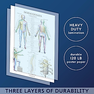 Palace Learning 4 Pack - Anatomical Poster Set - Laminated - Muscular, Skeletal, Dermatomes, Disorders of the Spine - Anatomy Chart Set (LAMINATED, 18” x 24”)