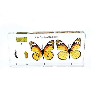Lifecycle of a Butterfly in Resin Block Paperweight Paperweights Science Classroom Specimens for Science Education