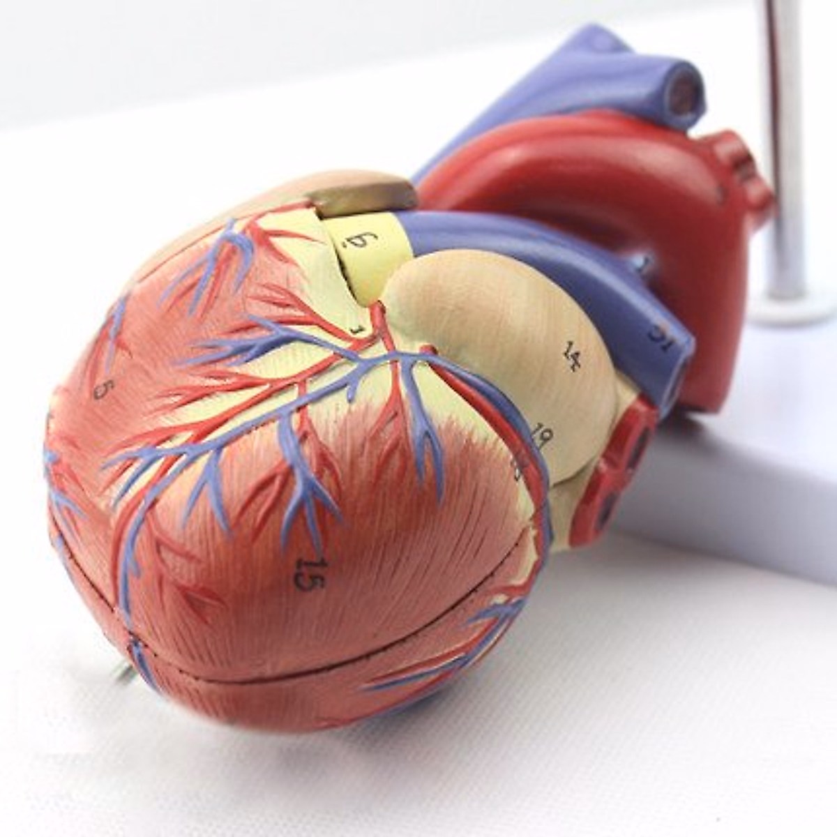 Genuine 1: 1 human heart model B-color ultrasound medical cardiology cardiac anatomy teaching model