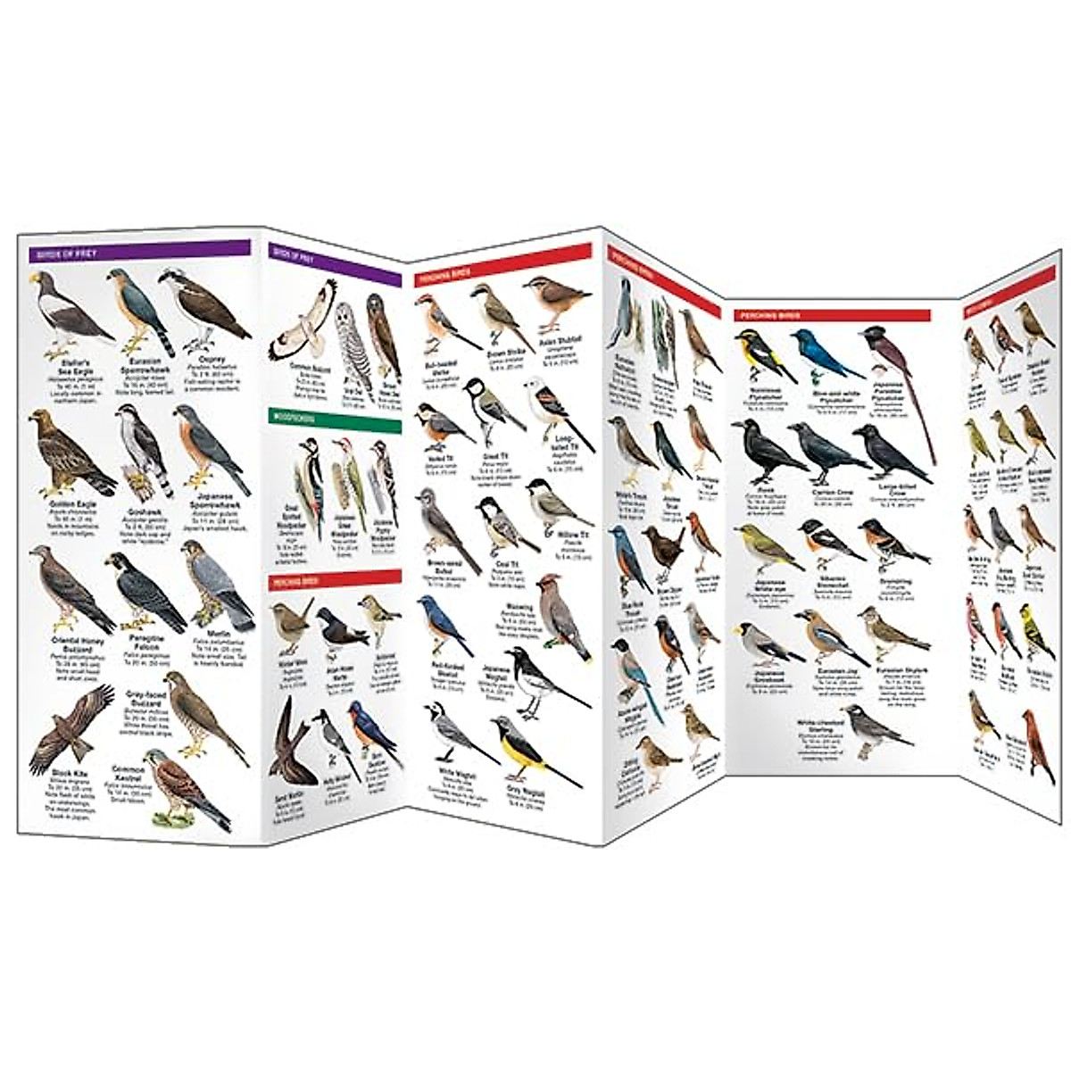 Japan Birds: A Folding Pocket Guide to Familiar Species (Nature Observation International)