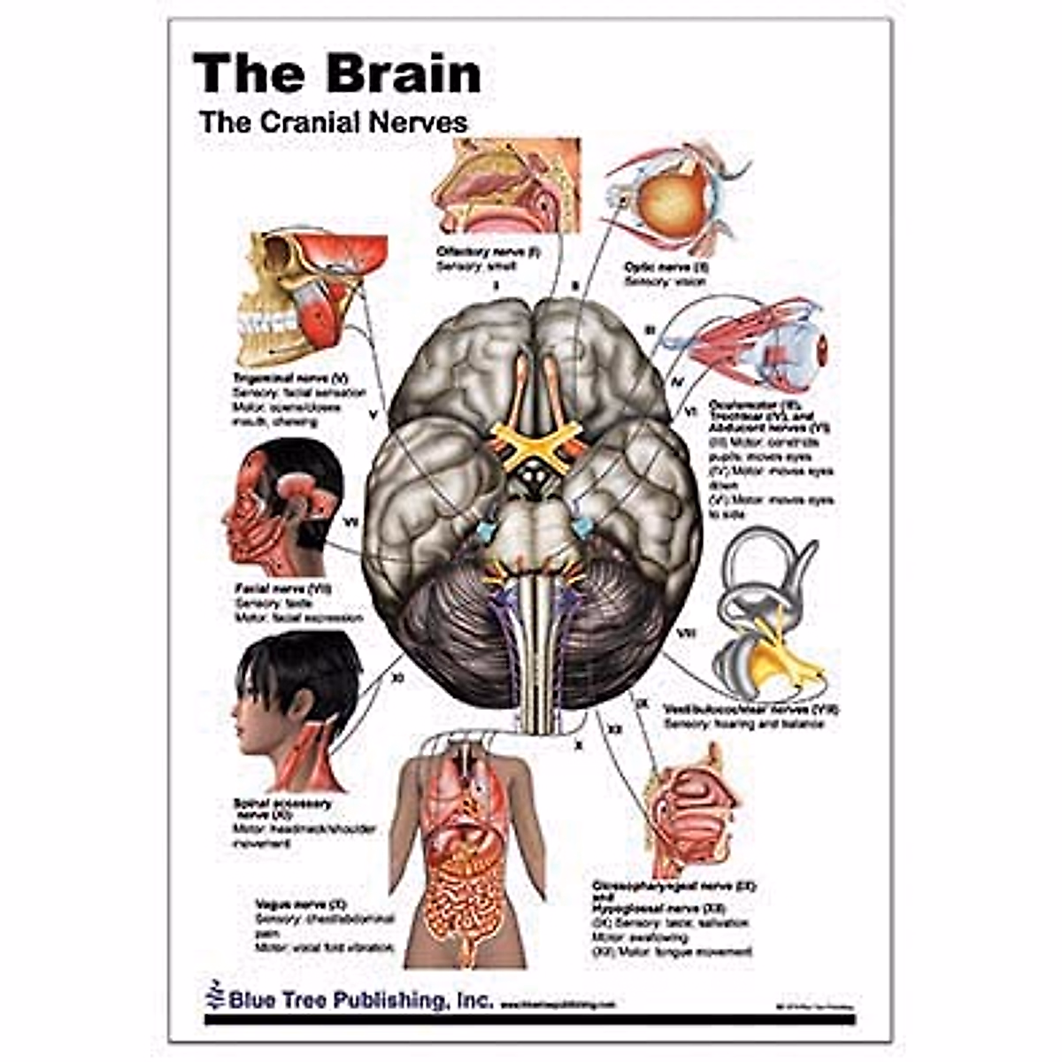 Brain Anatomical Chart
