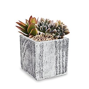 Dahlia Wood Grain Like Handmade Concrete Succulent Planter/Plant Pot/Flower Pot/Bonsai Pot, Cube