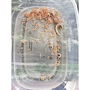 Bristle Worm Trap with Window (Black)