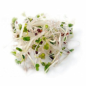 Non-GMO Broccoli Seeds for Sprouting Sprouts Microgreens (4 oz of Pure Seed. Country Creek LLC. Brand.