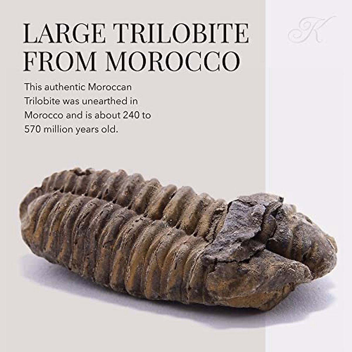 KALIFANO Authentic Large Arthropod Calymene Trilobite Fossil from Morocco - Marine Trilobita/Calymene for Fossil Collections and Education Purposes (Information Card Included)