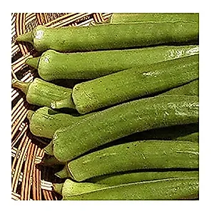David's Garden Seeds Okra Emerald Green Velvet 6911 (Green) 100 Non-GMO, Heirloom Seeds