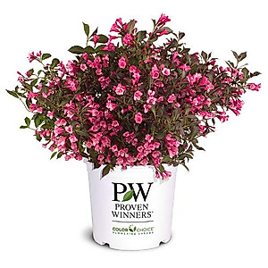 Premier Plant Solutions 10815 Proven Winners Weigela Wine & Roses, 3 Gallon