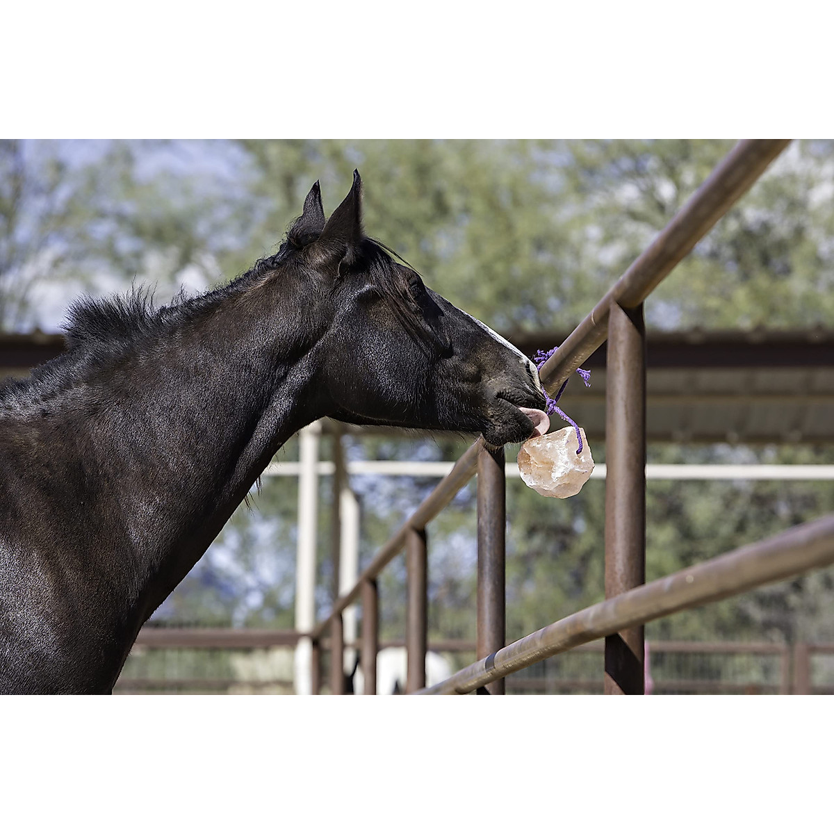 Horsemen's Pride 100% Himalayan Salt Block on Rope for Horses,7.5 Pounds