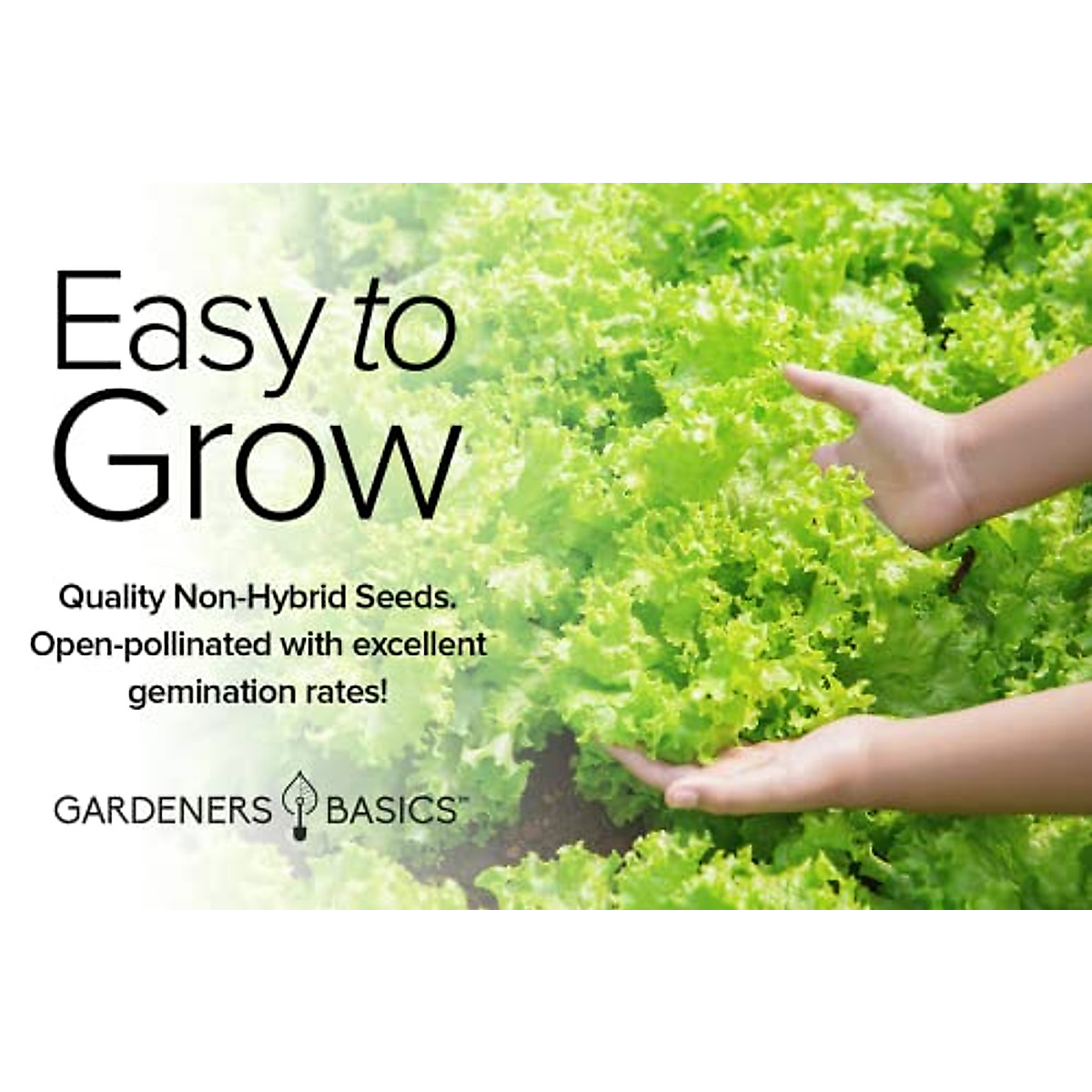 8 Leafy Garden Greens Seeds for Planting Individual Packets - Arugula, Collards, Spinach, Swiss Chard, Kale, Lettuce, Leafy and Butter Lettuce Seeds for Your Heirloom Salad Garden by Gardeners Basics