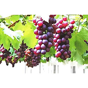 50+ Grape Seeds Vine Fruit Seed Fruit Plant Home Garden Non-GMO