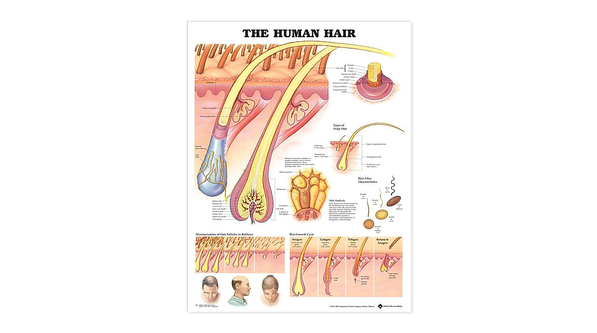 Human Hair Anatomical Chart for Education & Professionals