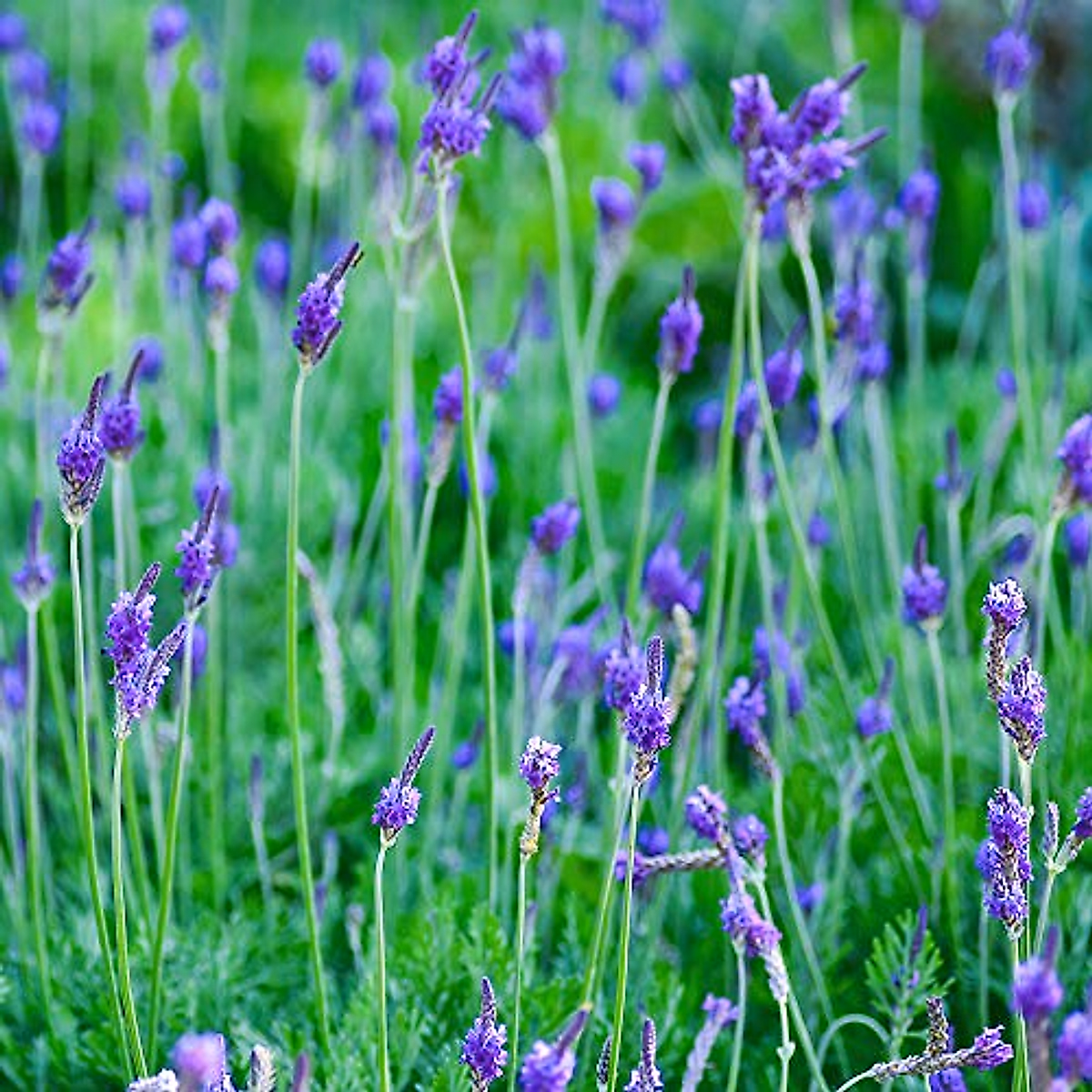 Outsidepride Perennial Lavandula Lavender Spanish Eyes Fragrant Herb Garden, Heat, Drought Tolerant Plants - 200 Seeds