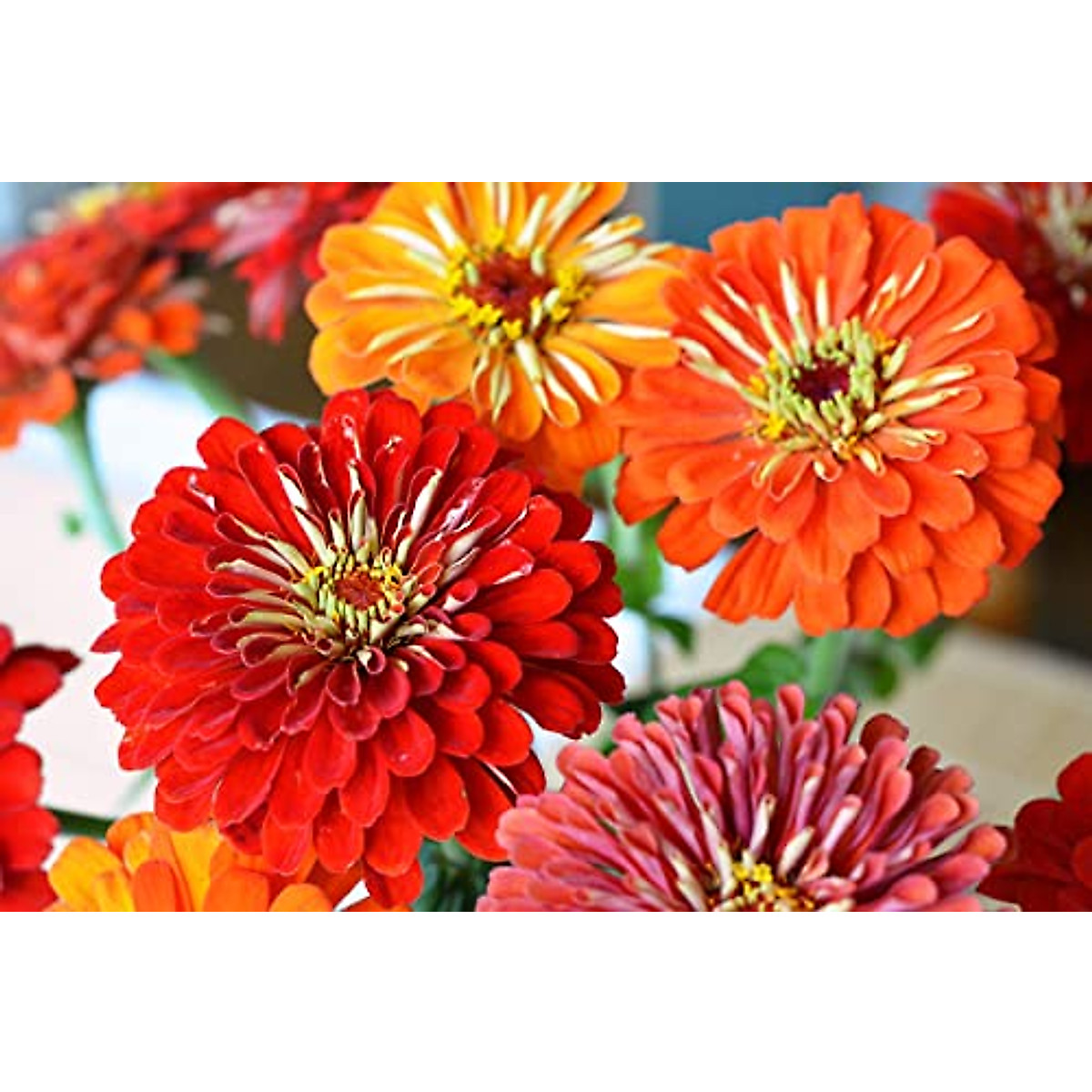 Sow Right Seeds California Giant Zinnia Seeds - Full Instructions for Planting, Beautiful to Plant in Your Flower Garden; Non-GMO Heirloom Seeds; Wonderful Gardening Gifts (1)