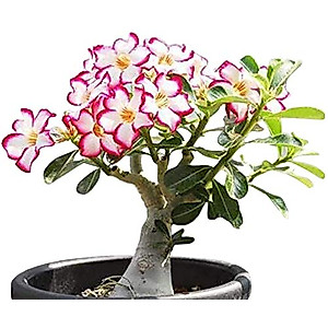 Desert Rose Seeds to Grow | 10 Pack | Highly Prized Multicolored Flowering Bonsai | Adenium Obesum,10 Seeds to Grow